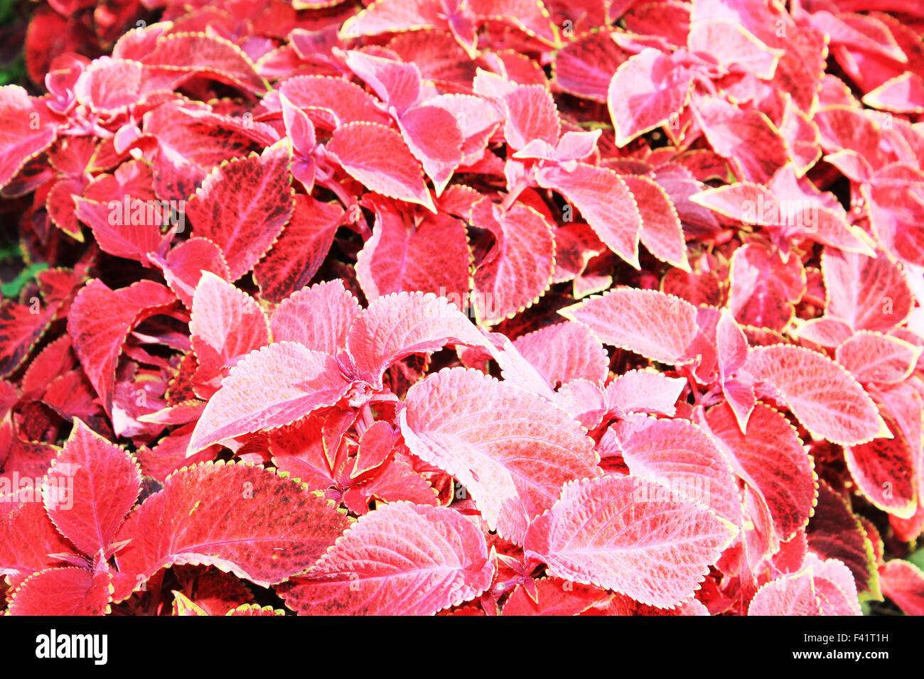Flovers hi-res stock photography and images - Alamy