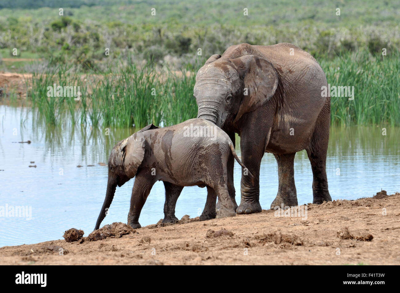 Elephant body hi-res stock photography and images - Alamy