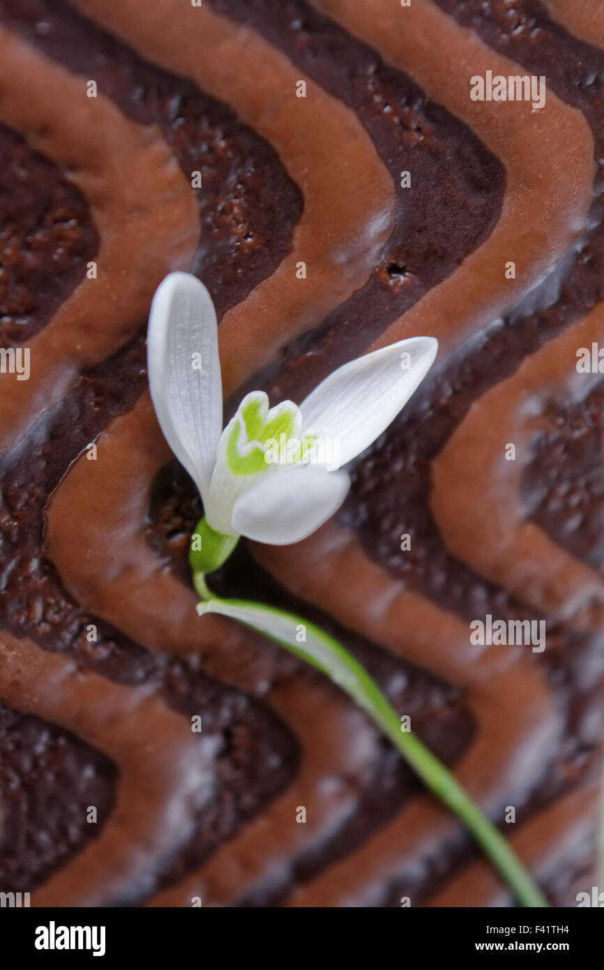 Sugar bloom on chocolate hi-res stock photography and images - Alamy