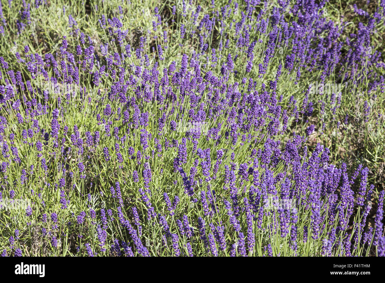 Lavandula angustifolia, Common lavender Stock Photo - Alamy