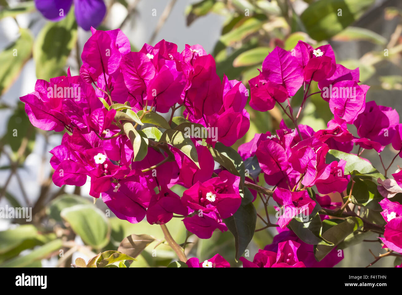 Bougainvillea glabra paper flower hi-res stock photography and images ...