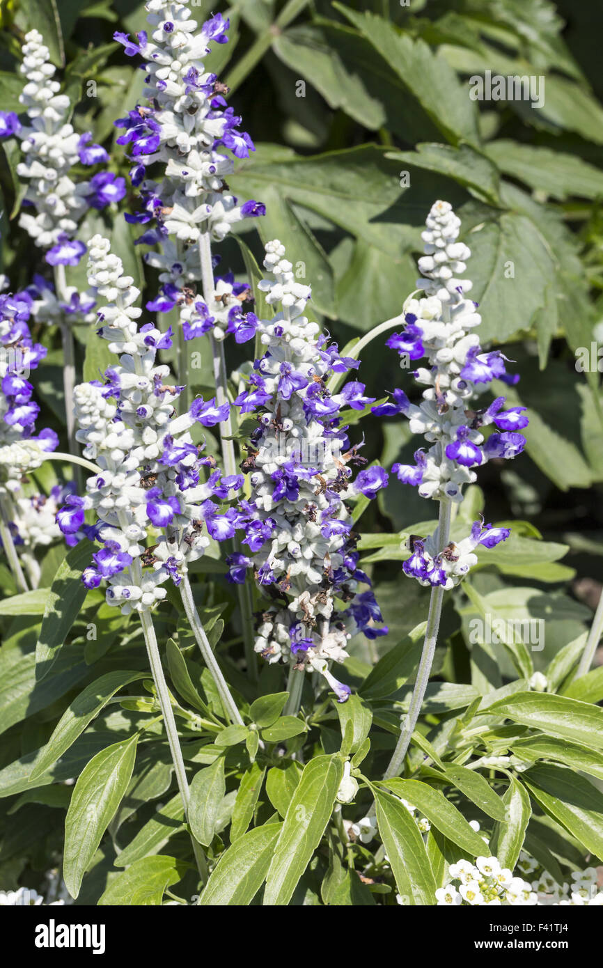 Salvia farinacea 'Farina Bicolor Blue', Sage Stock Photo - Alamy