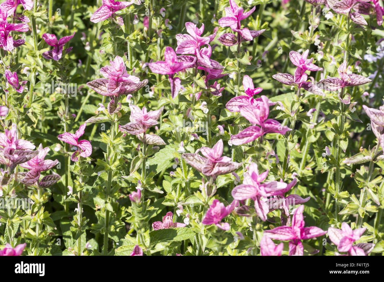 Salvia viridis pink hi-res stock photography and images - Alamy