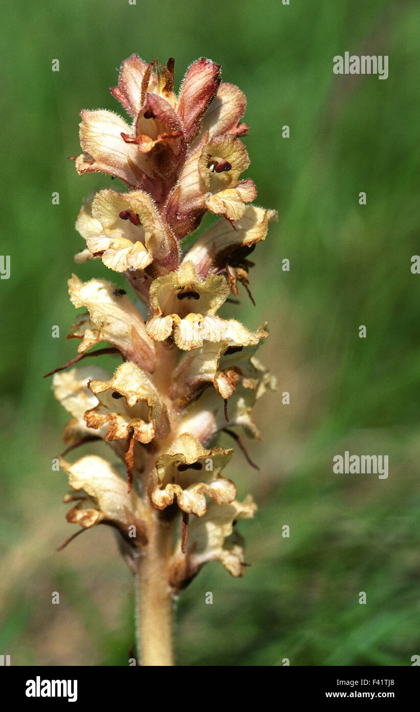 Parasitic plants hi-res stock photography and images - Alamy
