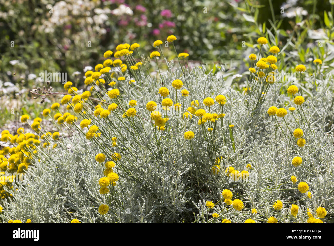 Santolina chamaecyparissus, Cotton lavender Stock Photo - Alamy