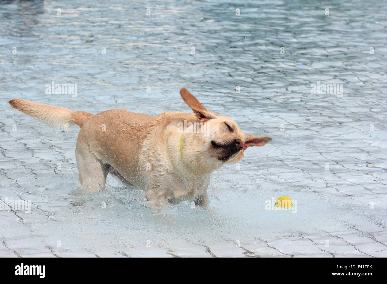 Labrador standing in water and shaking, North Rhine-Westphalia, Germany ...