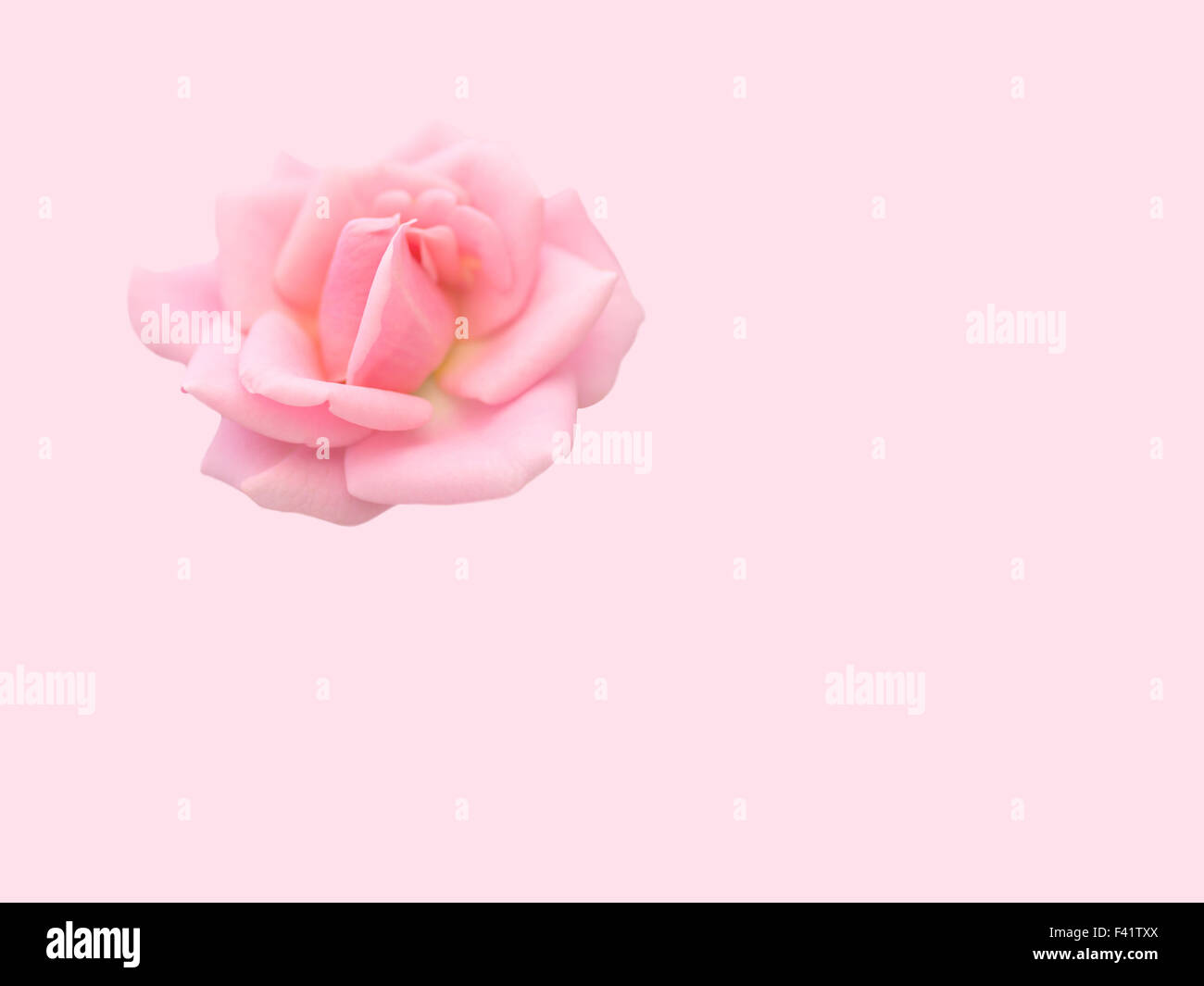Soft pink rose on pink background Stock Photo - Alamy