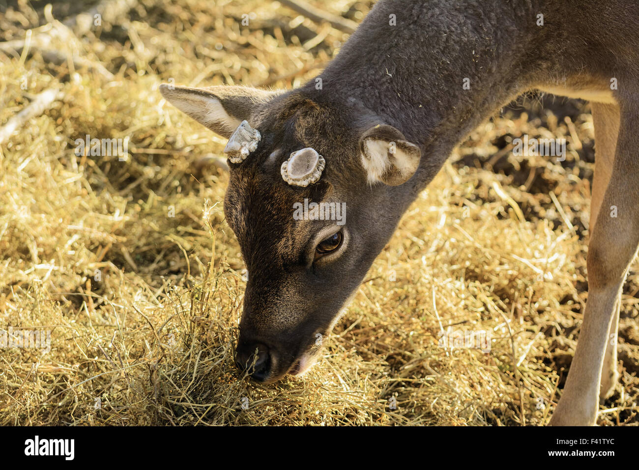 Deer muzzle hi-res stock photography and images - Alamy