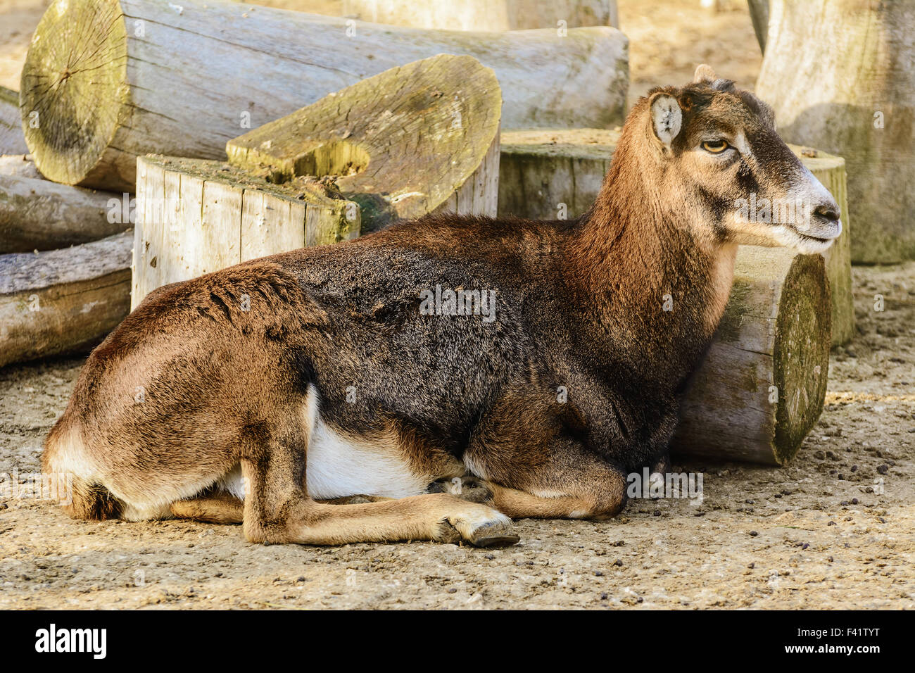 Goat footed hi-res stock photography and images - Alamy