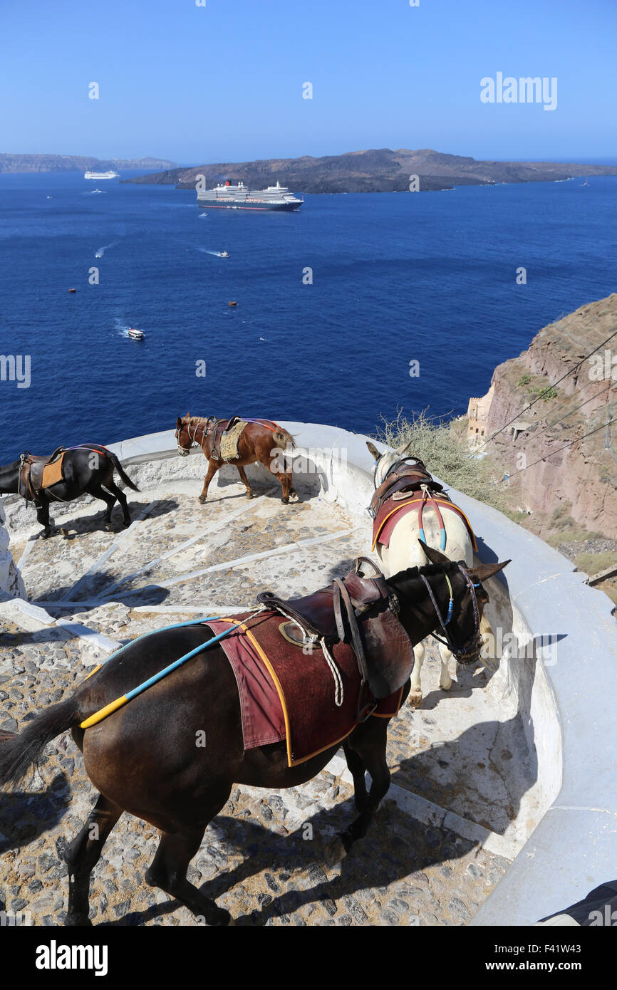 Working donkeys hi-res stock photography and images - Alamy