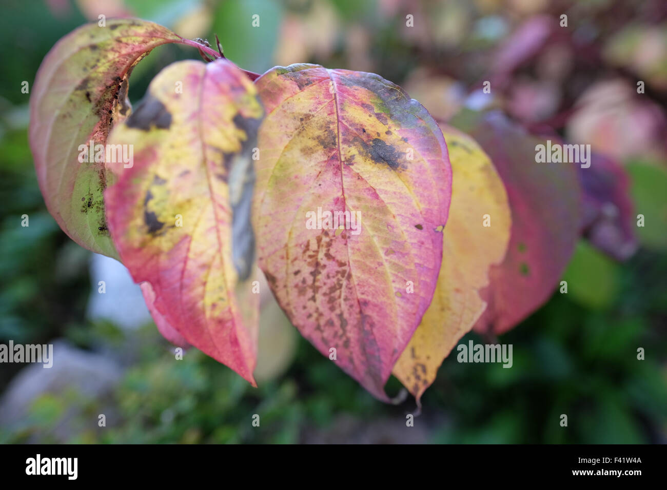 cornus dogwood leaves in autumn Stock Photo - Alamy