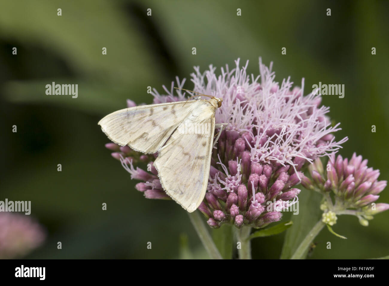 Mother of pearl butterfly hi-res stock photography and images - Alamy