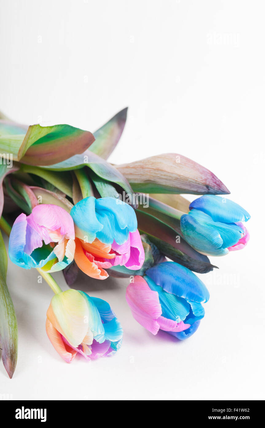 Unusual multicolored tulips Stock Photo - Alamy