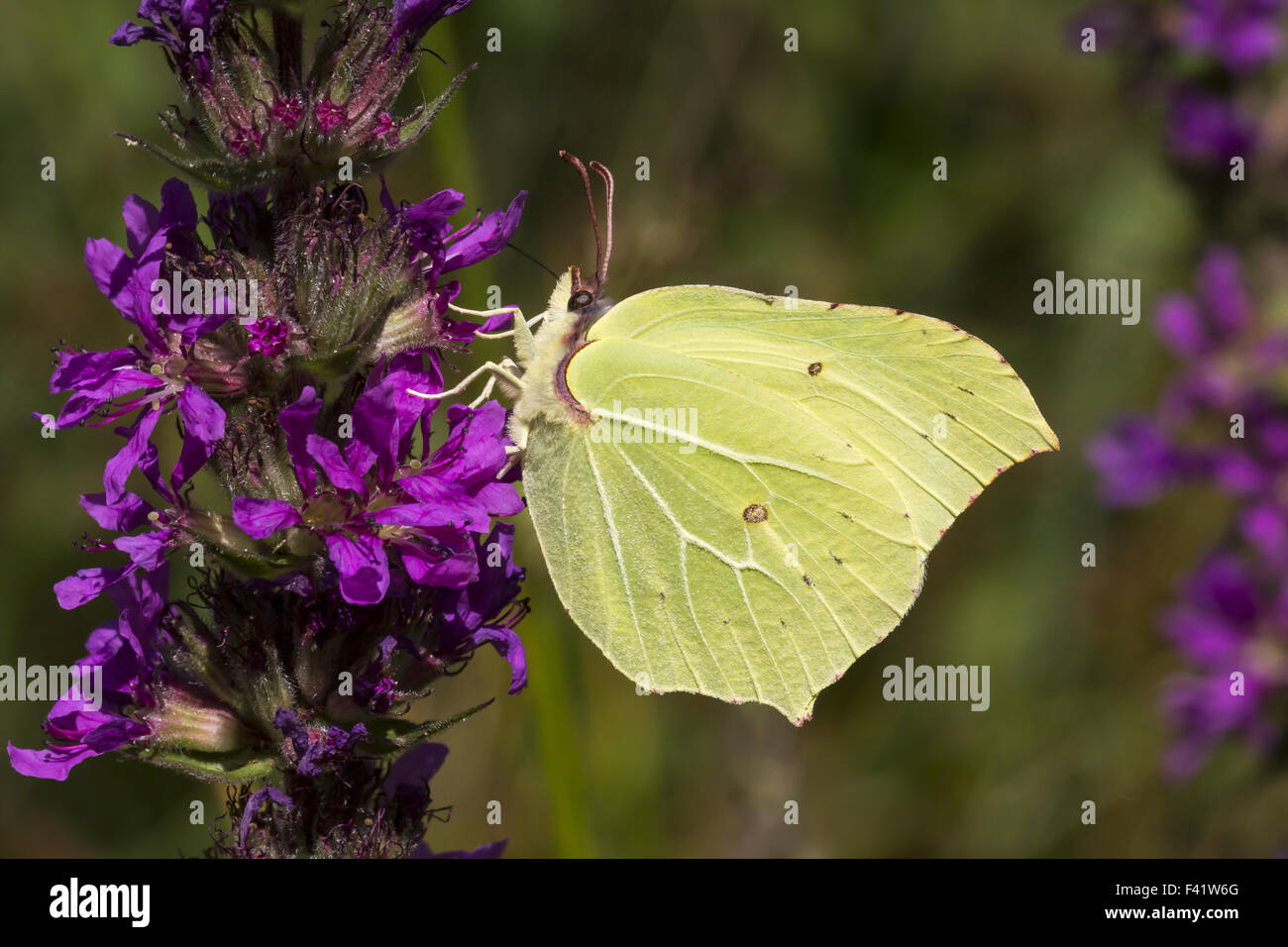 Gonepteryx rhamni, Common Brimstone, Germany Stock Photo - Alamy