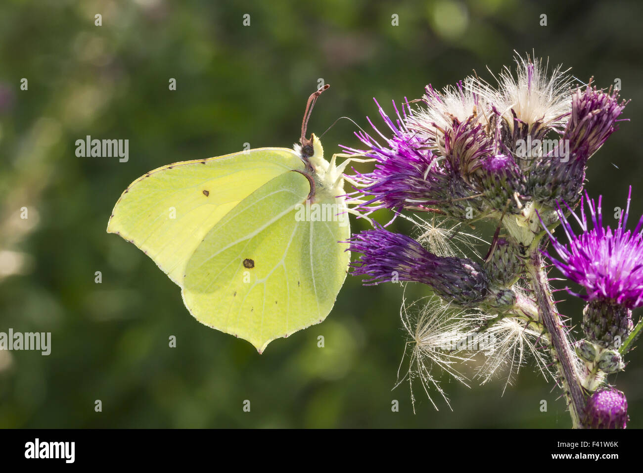 Gonepteryx rhamni, Common Brimstone, Germany Stock Photo - Alamy