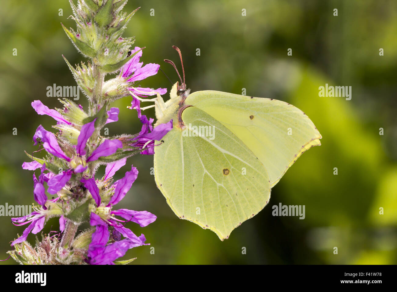 Gonepteryx rhamni, Common Brimstone, Germany Stock Photo - Alamy