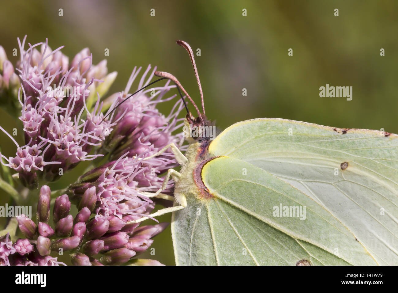 Gonepteryx rhamni, Common Brimstone, Germany Stock Photo - Alamy