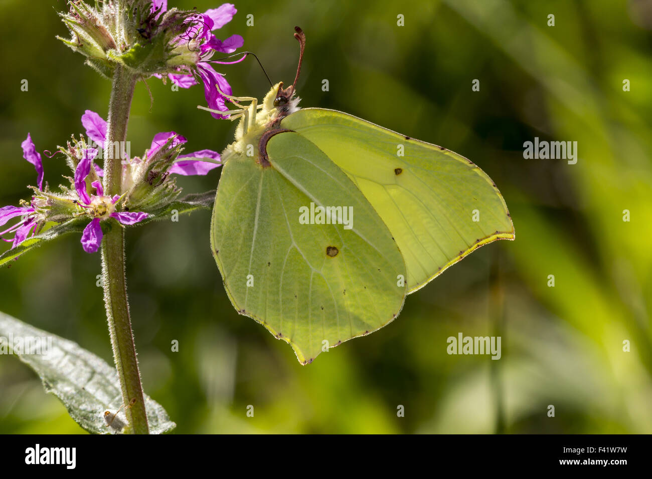 Gonepteryx rhamni, Common Brimstone, Germany Stock Photo - Alamy