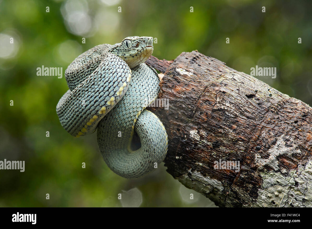 Two-striped forest-pitviper, also parrotsnake or Amazonian palm viper ...