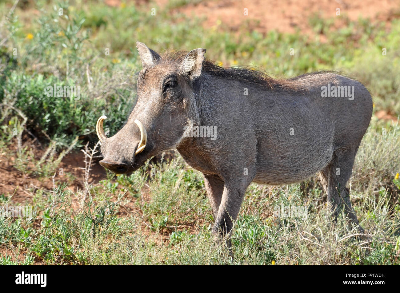 African Wildlife: Warthog Stock Photo - Alamy