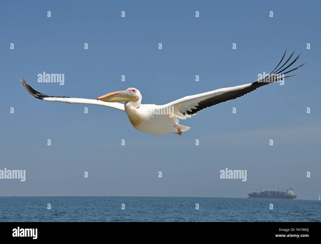 Pelican float hi-res stock photography and images - Alamy