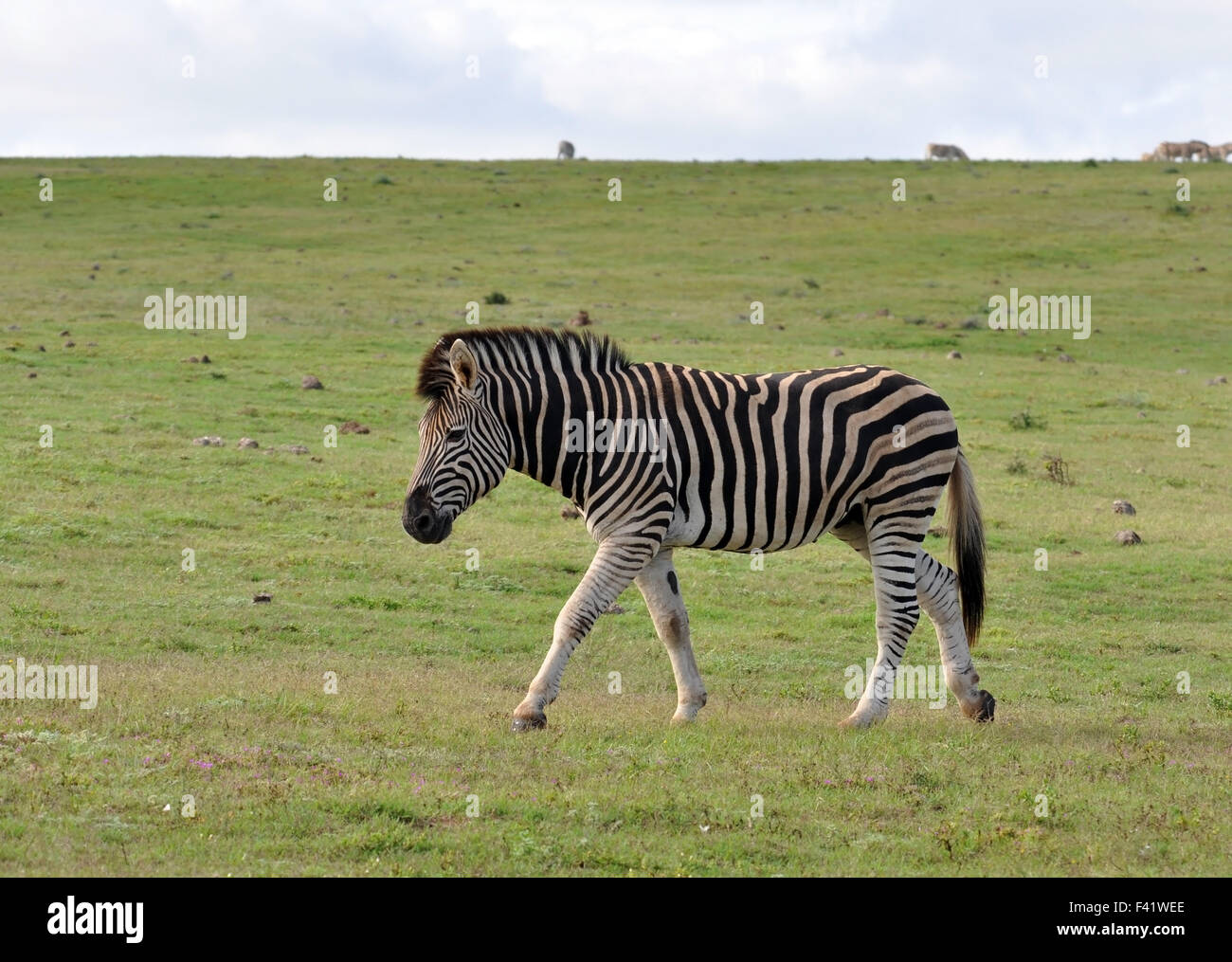 Burchell's Zebra in Africa Stock Photo - Alamy