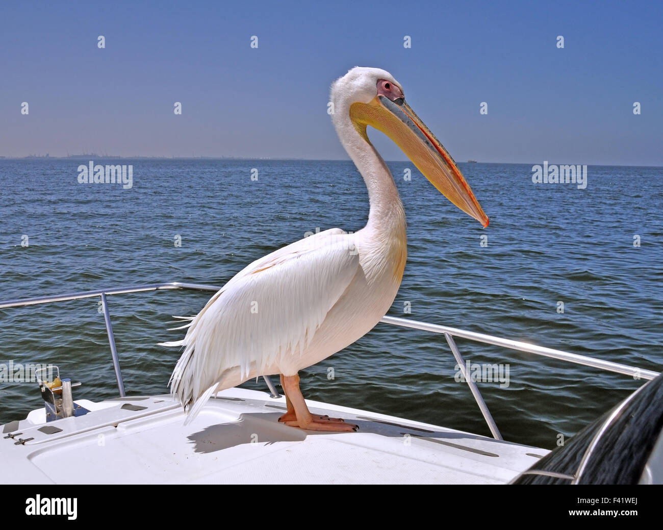 Pelican float hi-res stock photography and images - Alamy