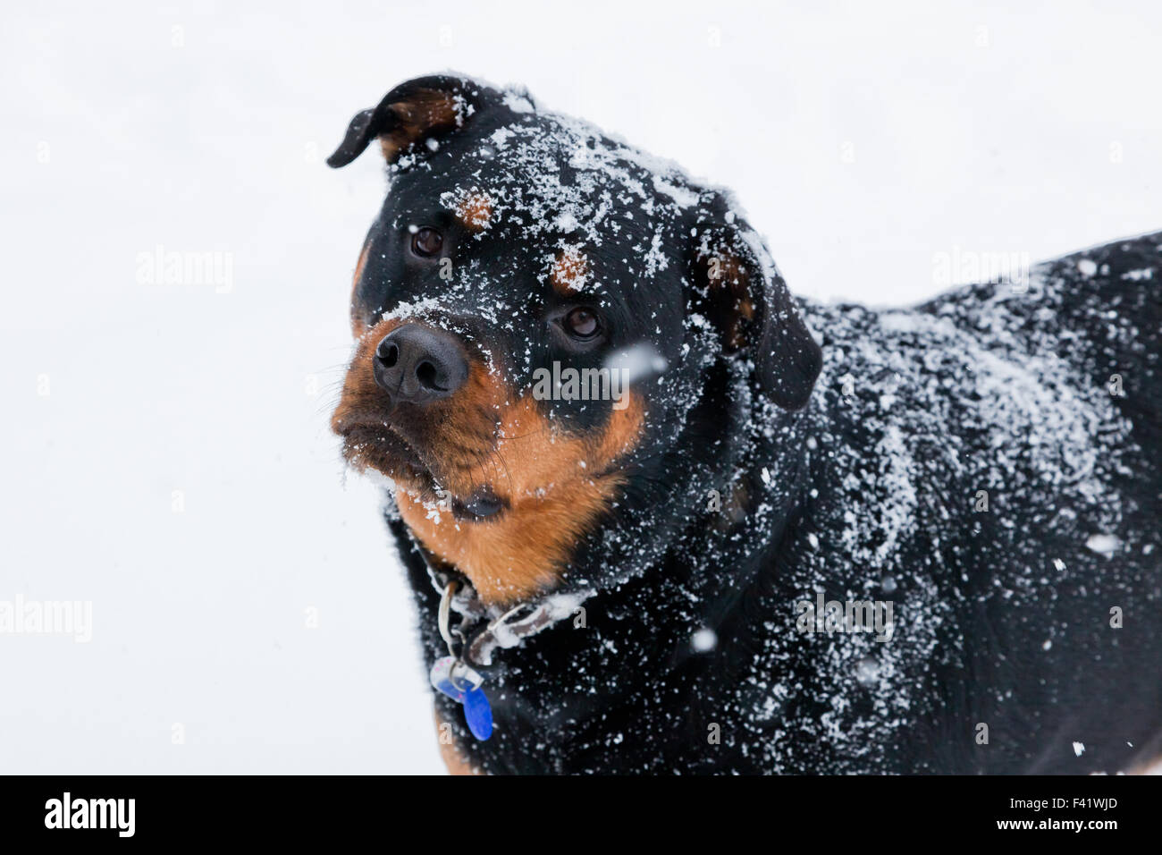 A female Rottweiler covered in falling snow with a curious look Stock ...