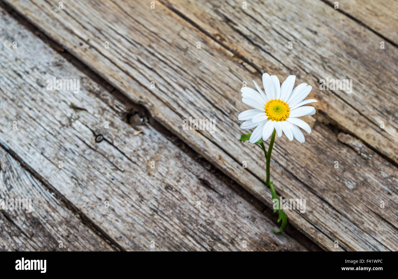 Daisy flower standing alone on wooden background Stock Photo - Alamy