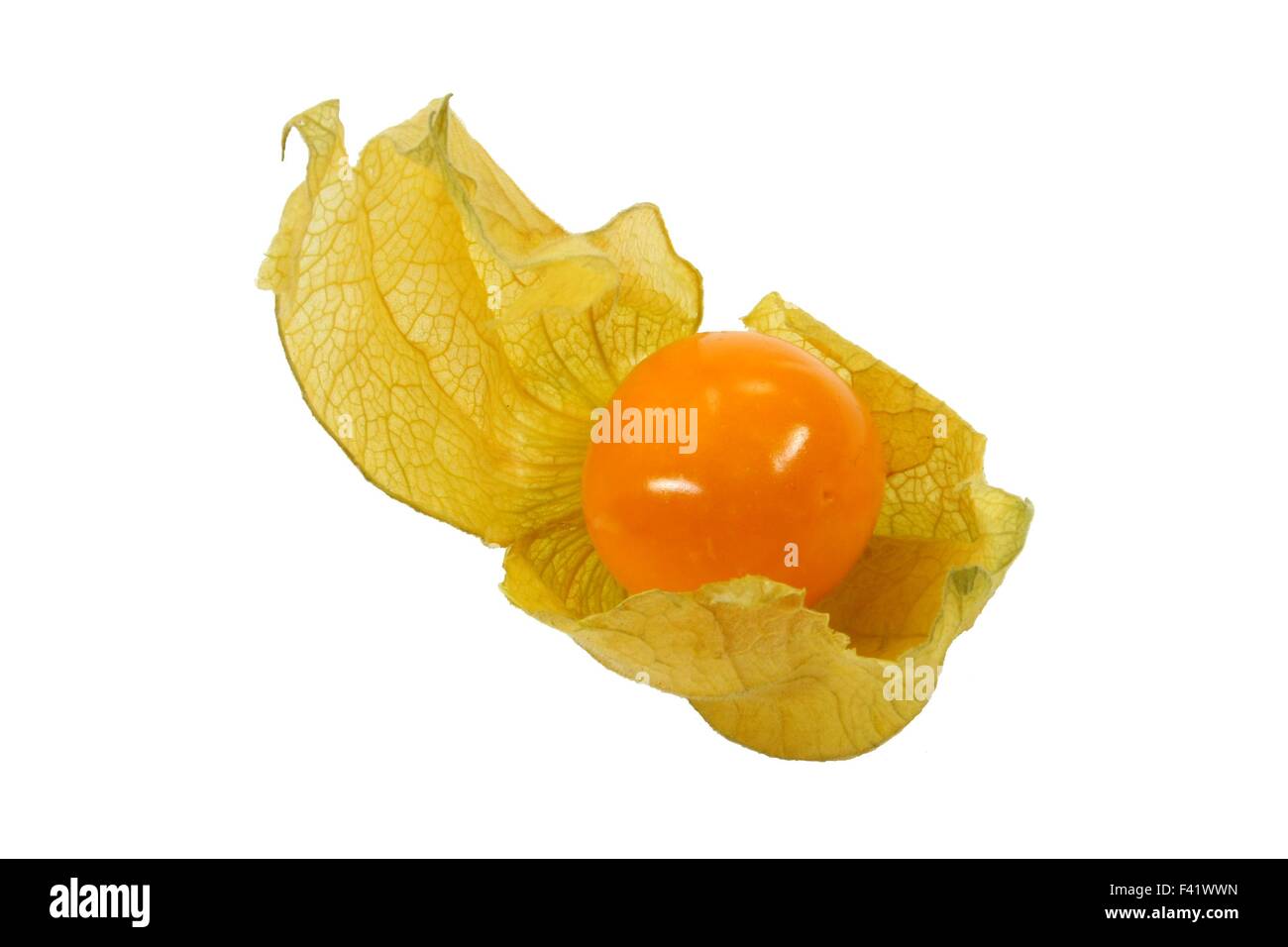 Physalis Frucht High Resolution Stock Photography and Images - Alamy