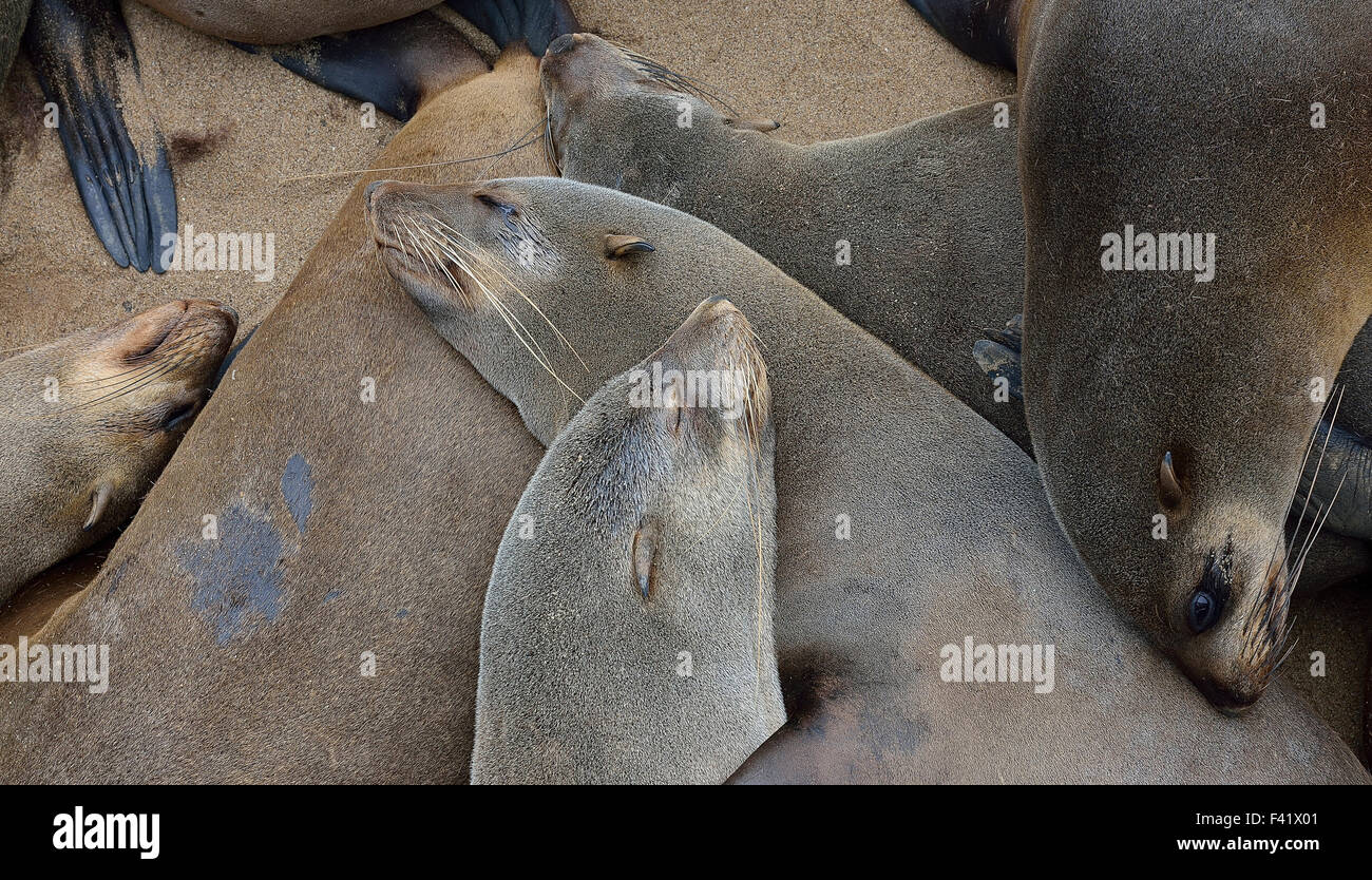 Otariids seals hi-res stock photography and images - Alamy