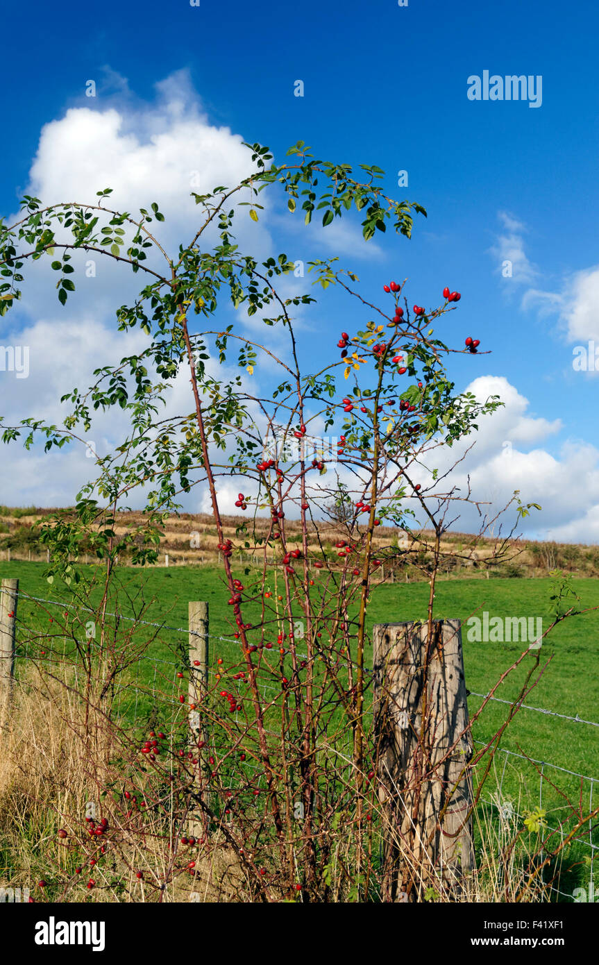 Dog rose rosa canina growing hi-res stock photography and images - Alamy