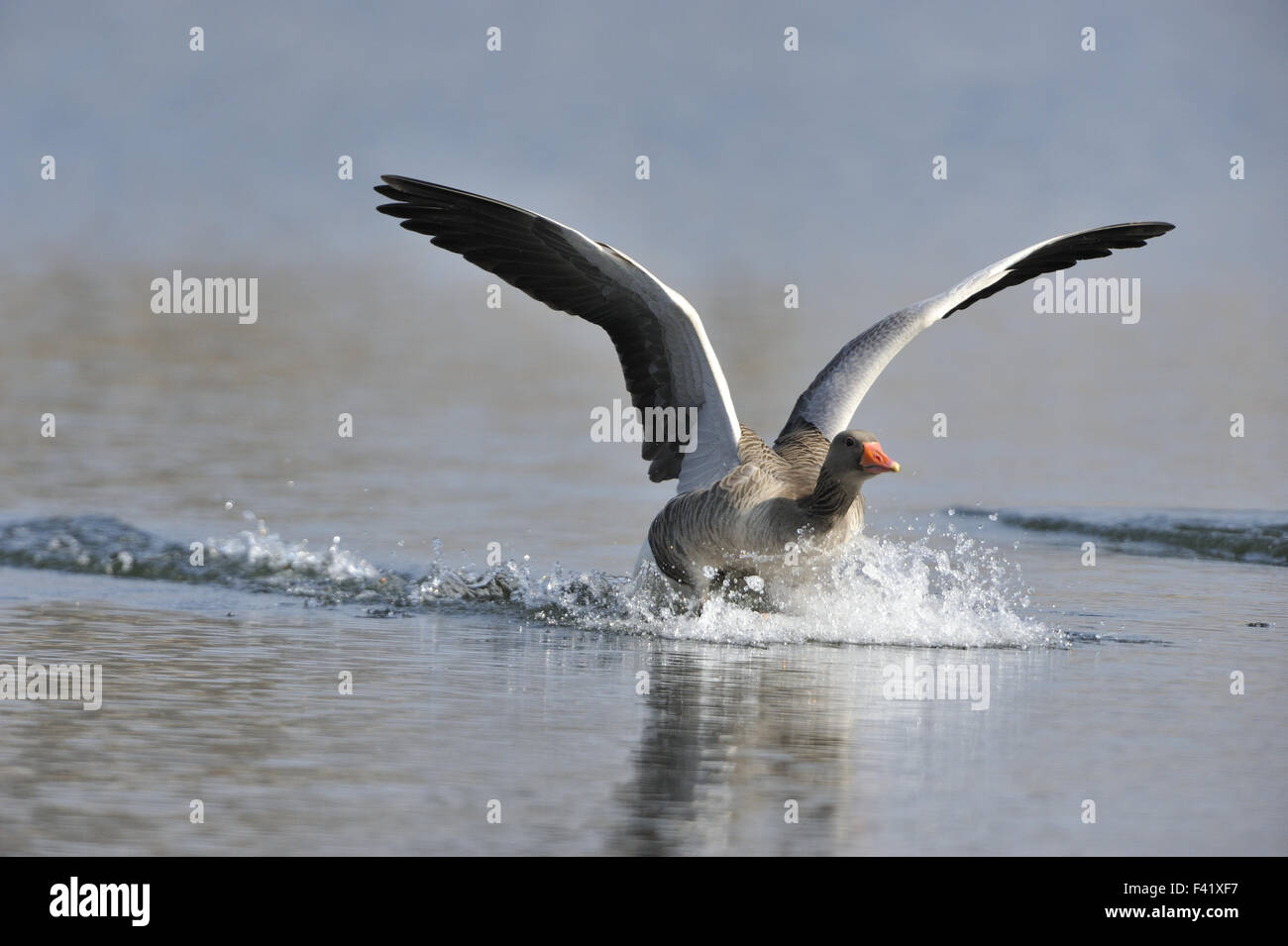 Lustige vogel hi-res stock photography and images - Alamy