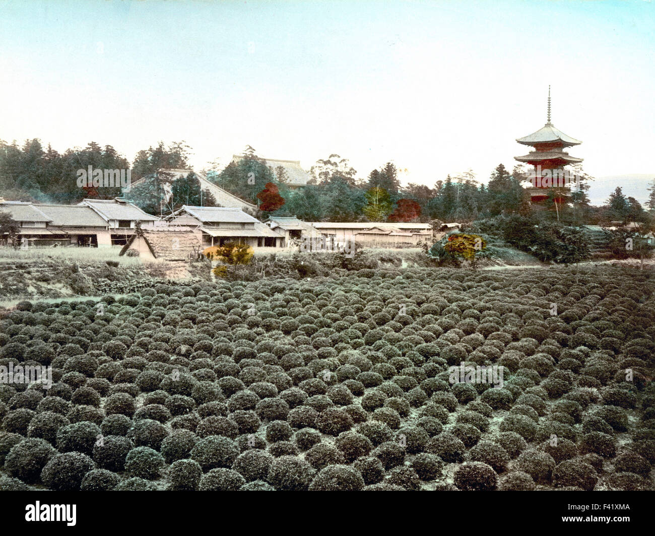 Tea field, Toji Pagoda behind, Kyoto, Japan Stock Photo - Alamy