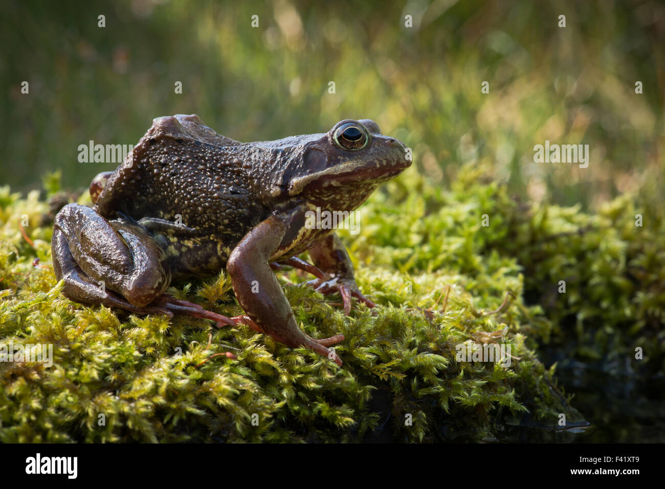 Common Frog (Rana temporaria Stock Photo - Alamy