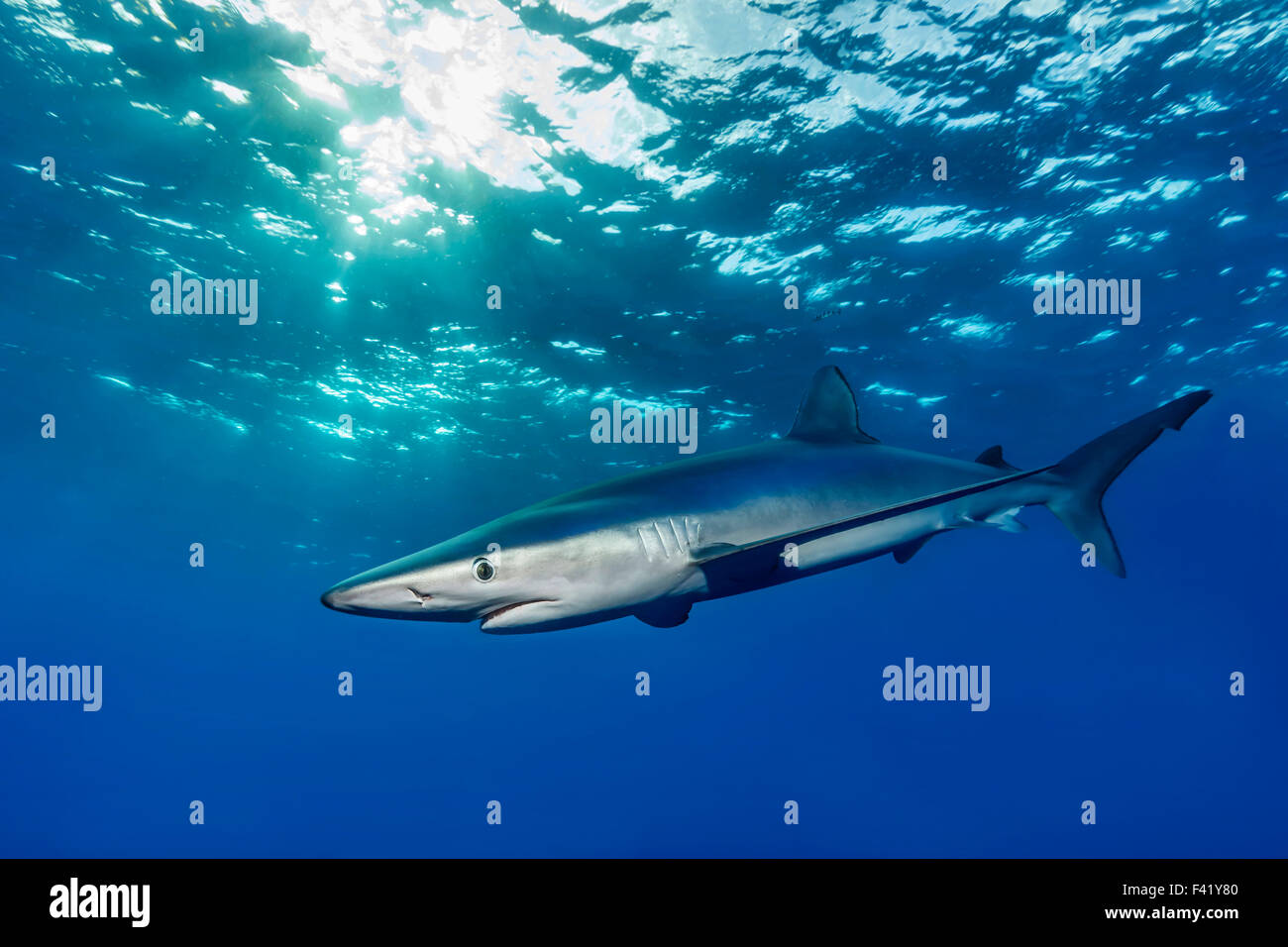 Blue shark (Prionace glauca) swimming in sunlit water, Azores, Portugal ...