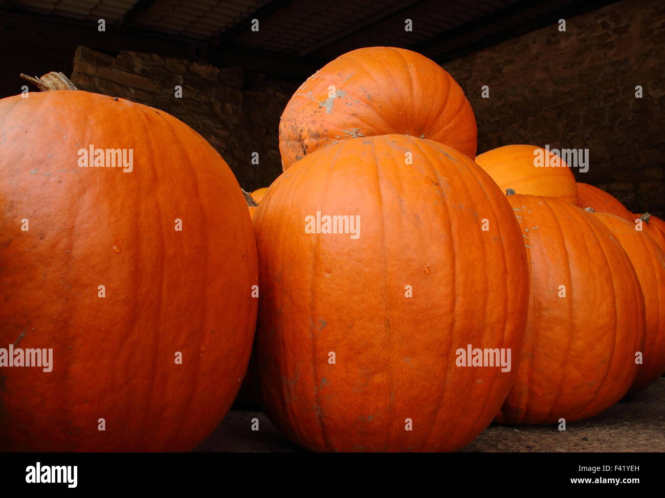 Pumplin close up hi-res stock photography and images - Alamy