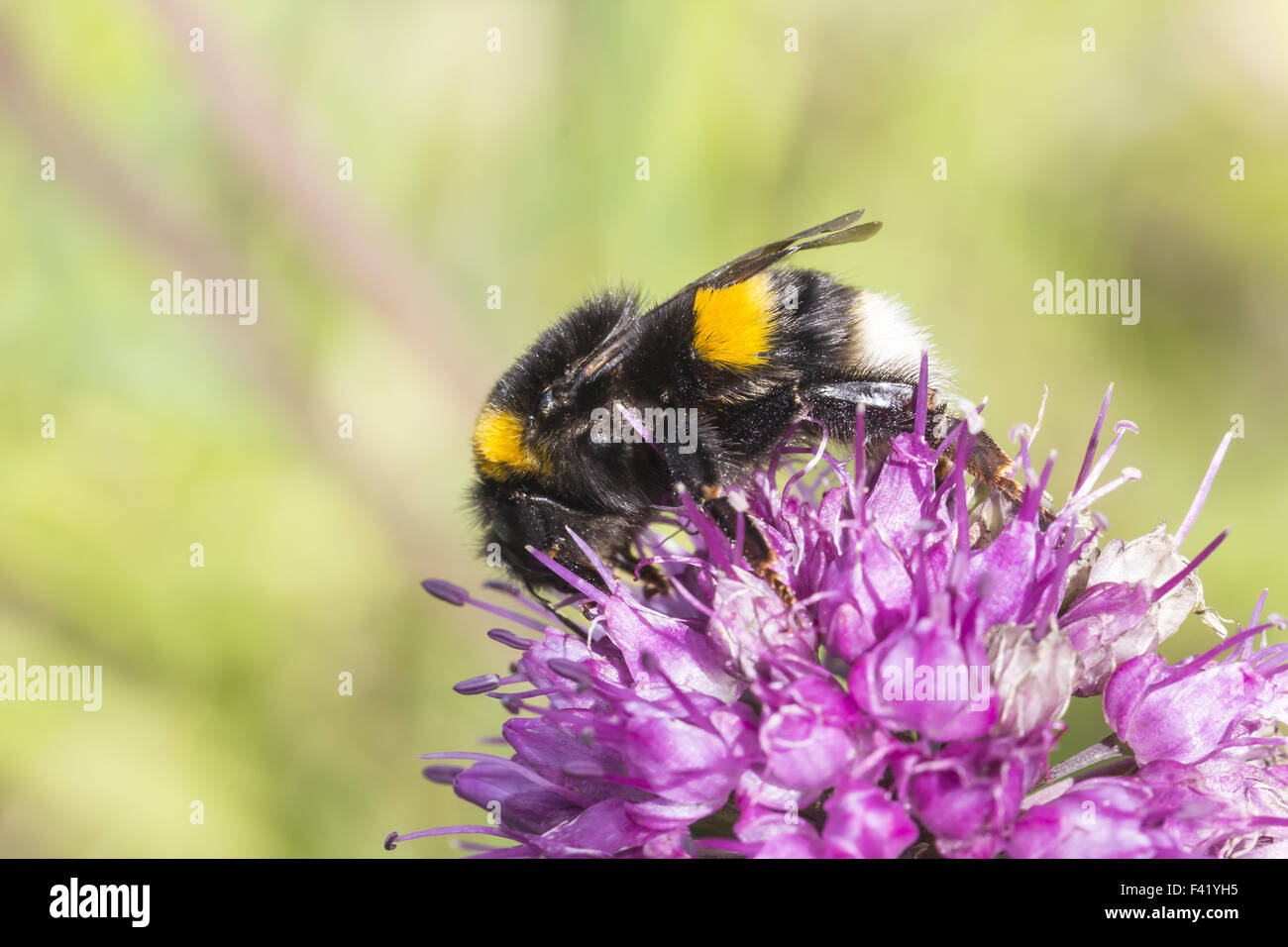 Large earth bumbleb hi-res stock photography and images - Alamy