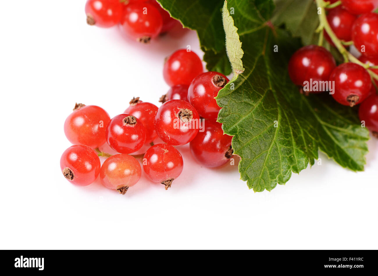 Red currant isolated on white background Stock Photo - Alamy
