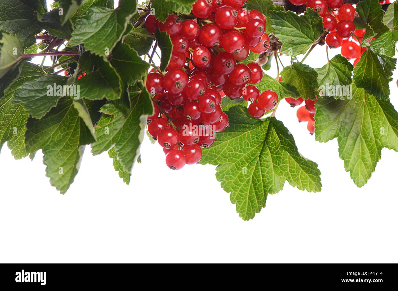 Red currant isolated on white background Stock Photo - Alamy