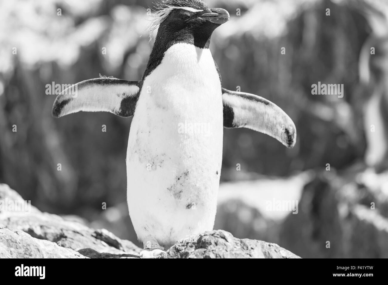 Penguin rockhopper animal Black and White Stock Photos & Images - Alamy