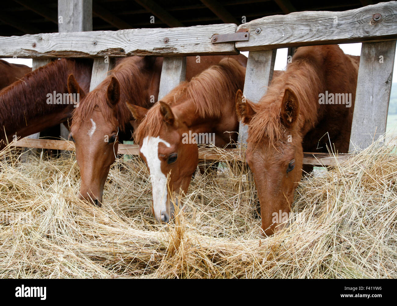 Thoroughbred yearling horses eating hay in stable Stock Photo - Alamy