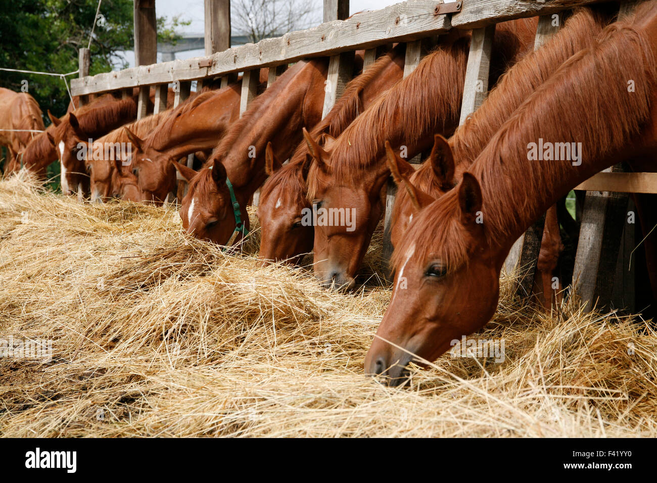 Beautiful young horses sharing hay on horse farm Stock Photo - Alamy
