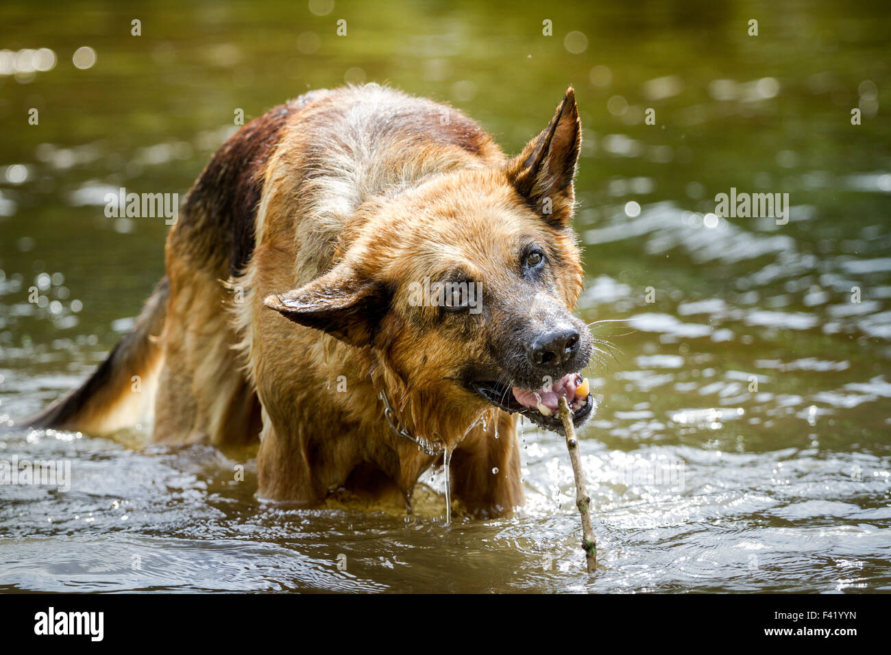 German shepherd in water hi-res stock photography and images - Alamy