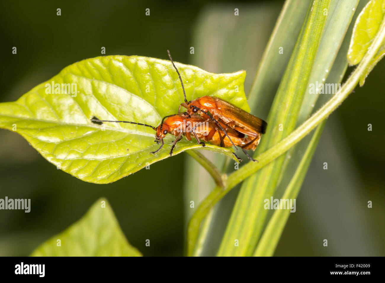 Rhagonycha fulva, Common red soldier beetle Stock Photo - Alamy