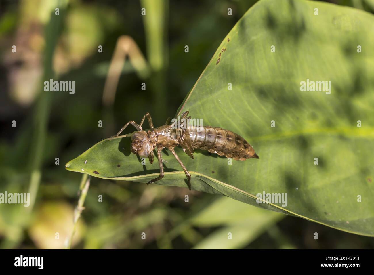 Dragonflies larva hi-res stock photography and images - Alamy