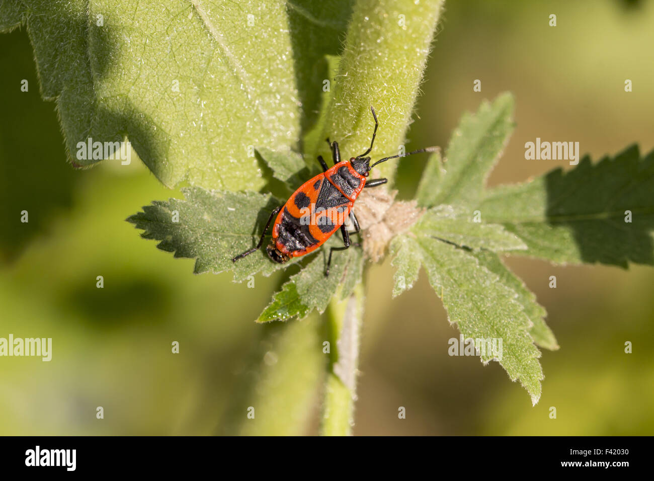 Pyrrhocoris apterus hi-res stock photography and images - Alamy