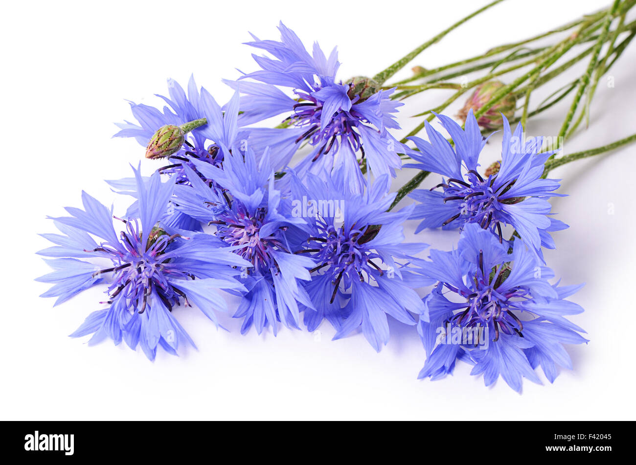 The beautiful cornflower isolated on white Stock Photo - Alamy