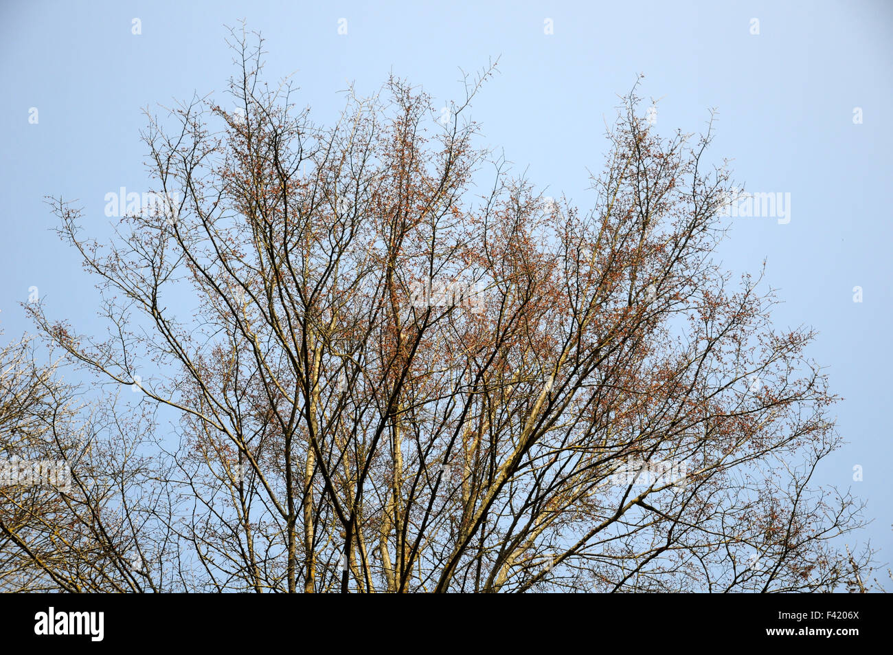 Spreading elms hi-res stock photography and images - Alamy