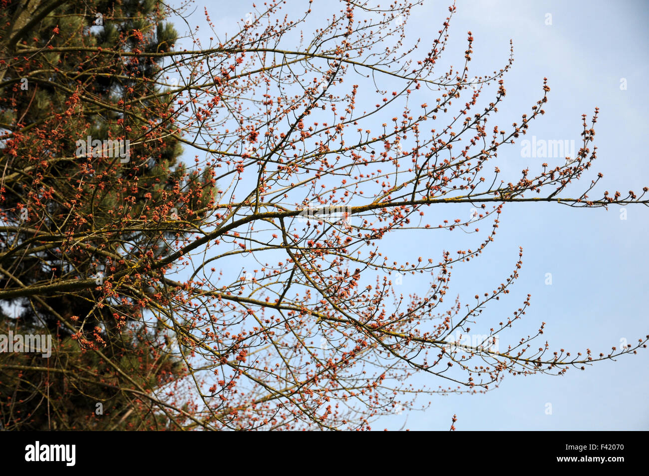 White maple soft maple river maple hi-res stock photography and images ...